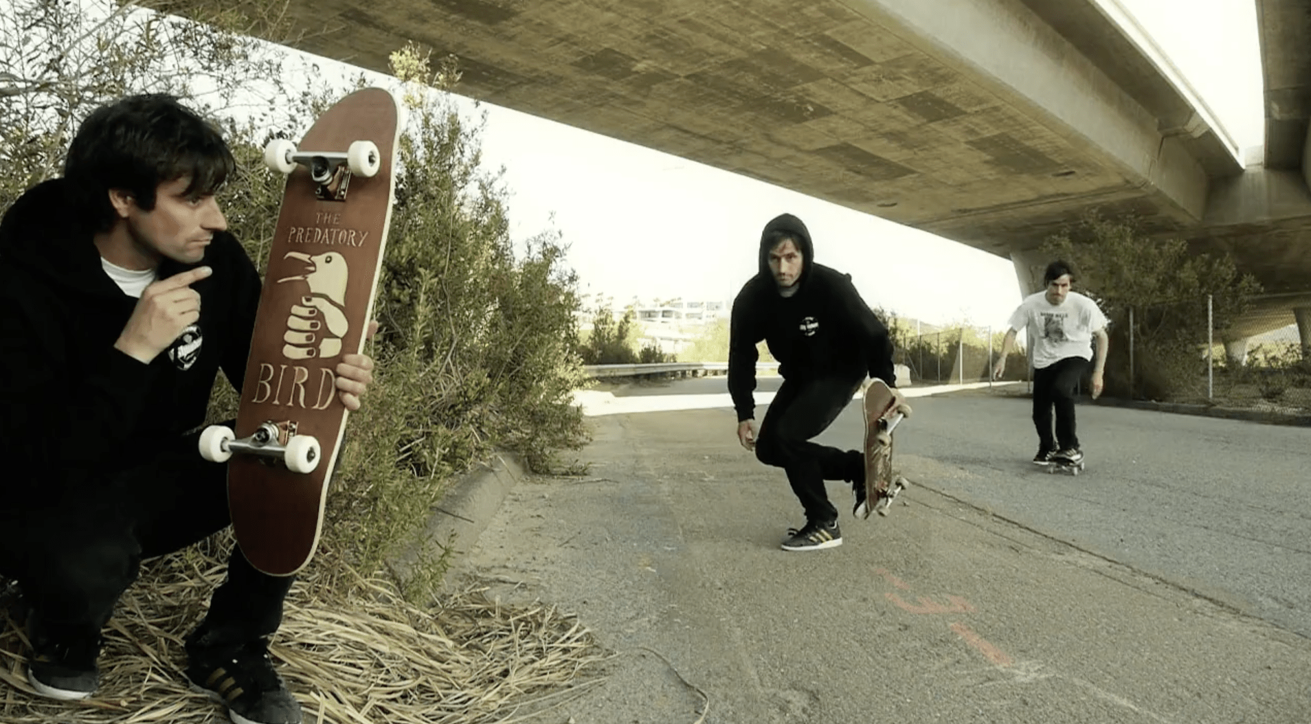 Throwback Thursday - THE PREDATORY BIRD LIFESTYLE - Vague