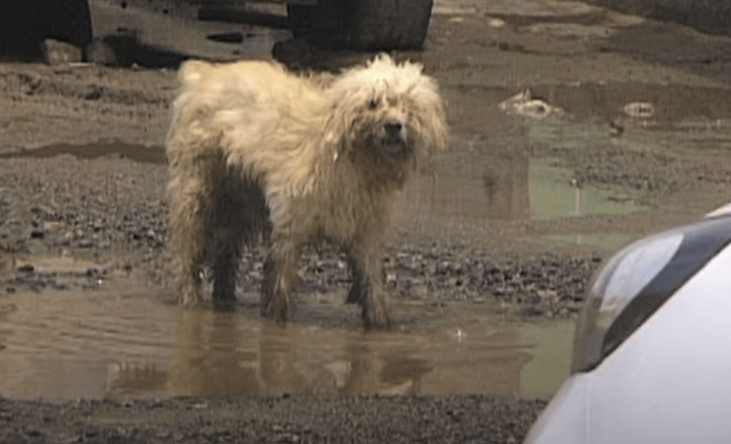 ADULTO SERIO: PERRO CALLEJERO - FONCHO - Vague